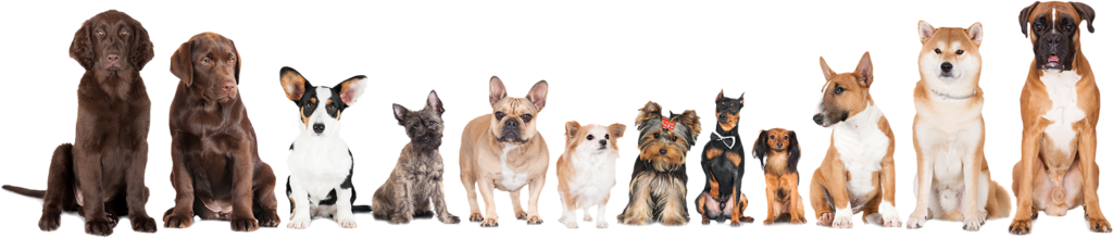 Pricing – The Poo Crew